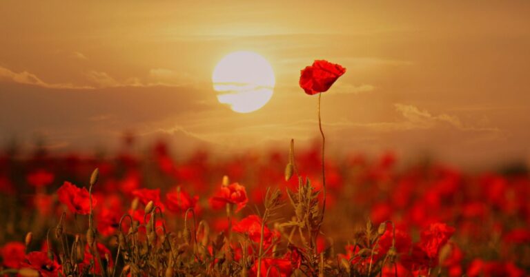 What Women Need to Know about Tall Poppy Syndrome
